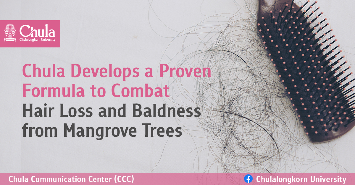 Chula Develops a Proven Formula to Combat Hair Loss and Baldness from ...