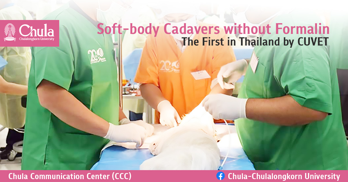 "Soft-body Cadavers without Formalin" - The First in Thailand by CUVET ...