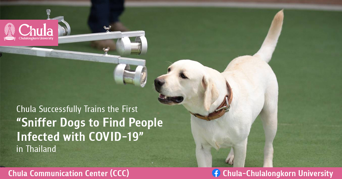 Chula Trains Sniffer Dogs to Find People Infected with COVID-19