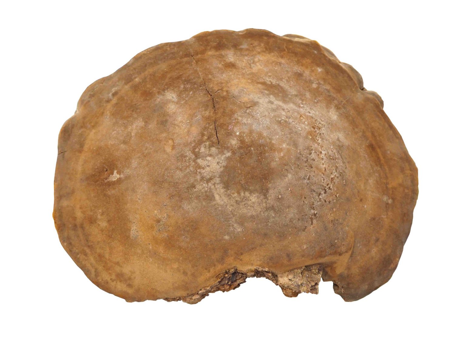 “Thai Phellinus Mushroom (Phellinus linteus)” – a Thai Herb that Can ...