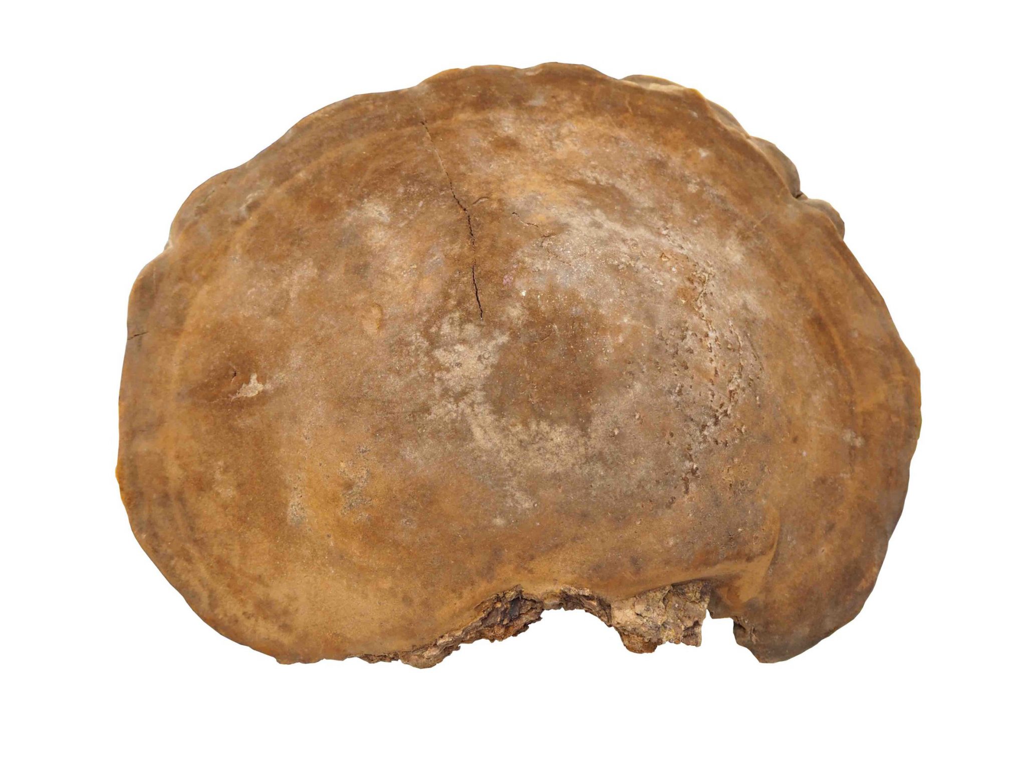 Thai Phellinus Mushroom (Phellinus linteus) – a Thai Herb that Can ...