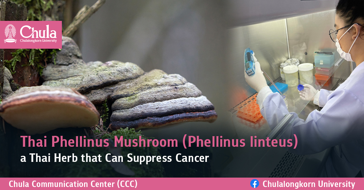 Thai Phellinus Mushroom (Phellinus linteus) – a Thai Herb that Can ...