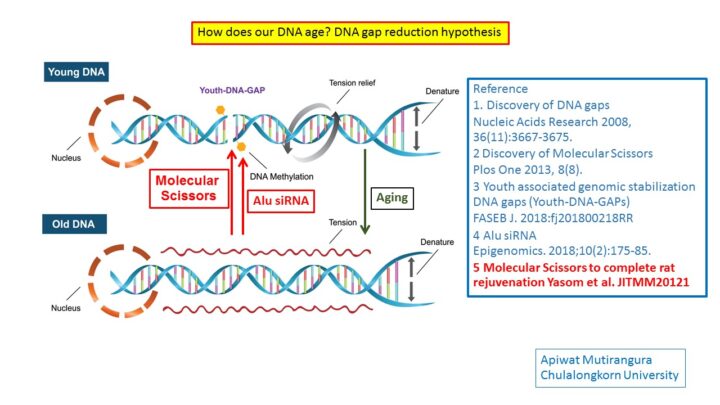 RED-GEMs can reverse aging – Chulalongkorn University