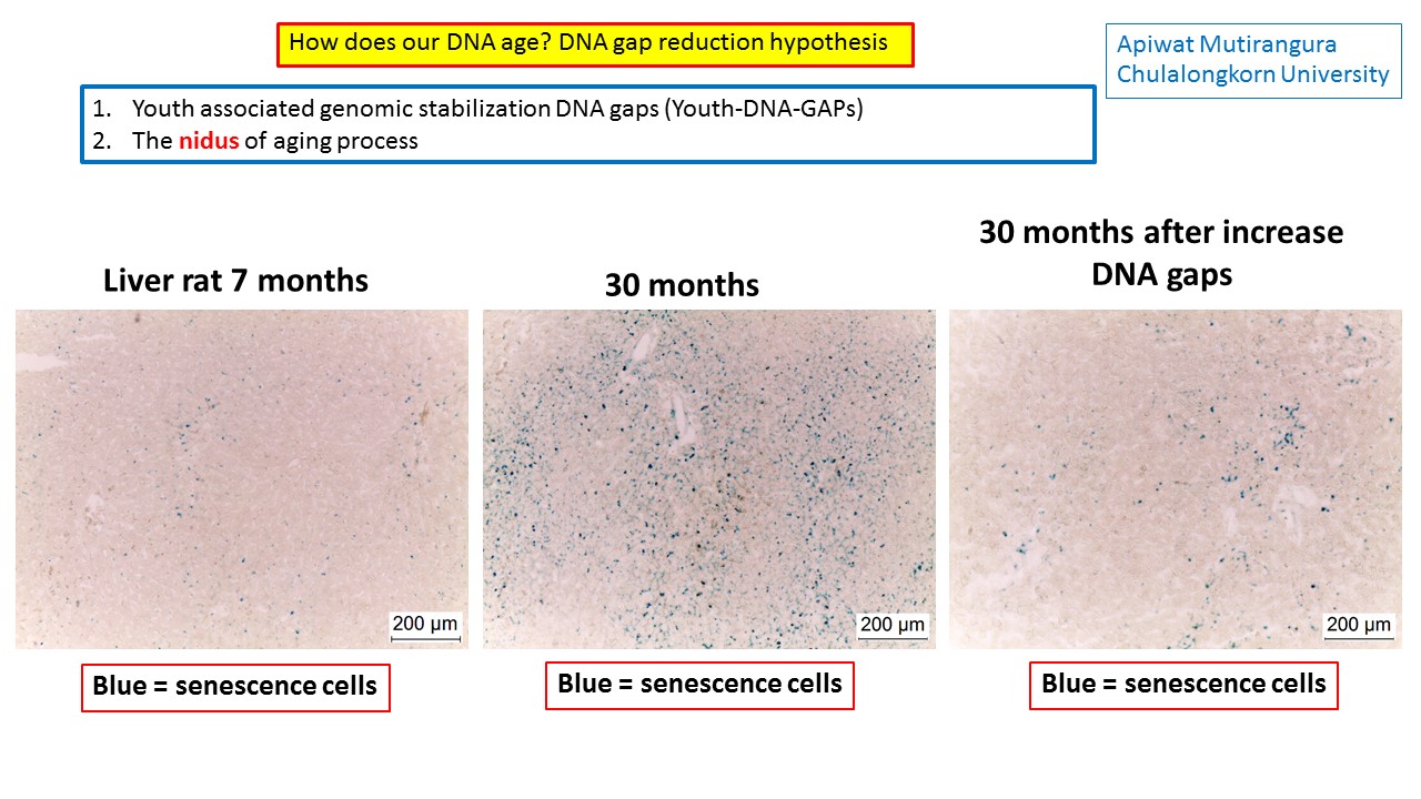 RED-GEMs can reverse aging – Chulalongkorn University