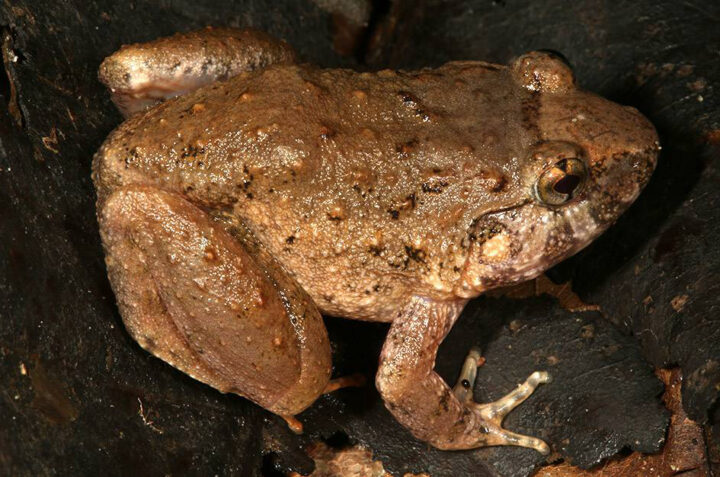 World’s New Stream Frog Found in Myanmar – Chulalongkorn University