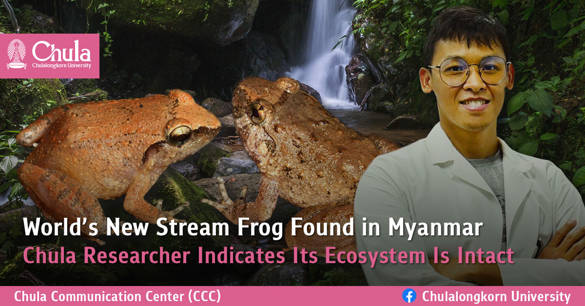 World’s New Stream Frog Found in Myanmar – Chulalongkorn University