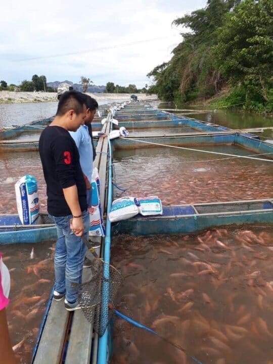 Say Goodbye to Fish Vaccine Injection with “FLAVO INNOVAC” Nano Vaccine ...