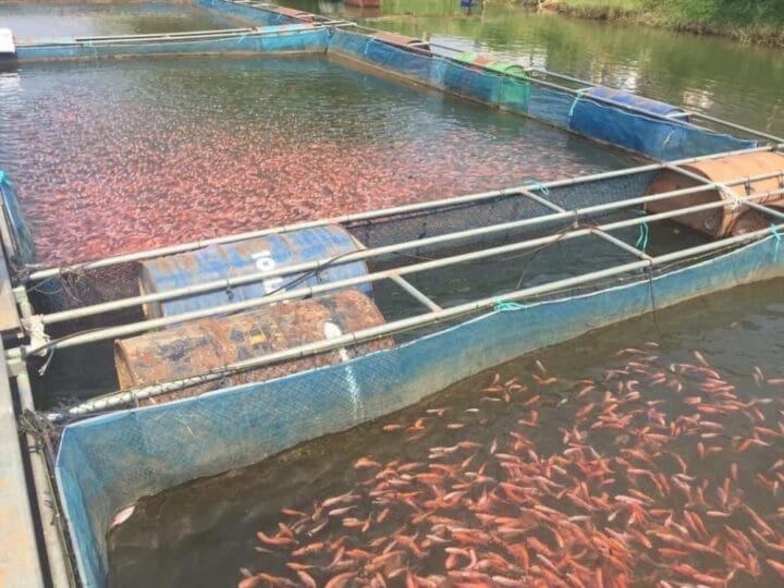 Say Goodbye to Fish Vaccine Injection with “FLAVO INNOVAC” Nano Vaccine ...