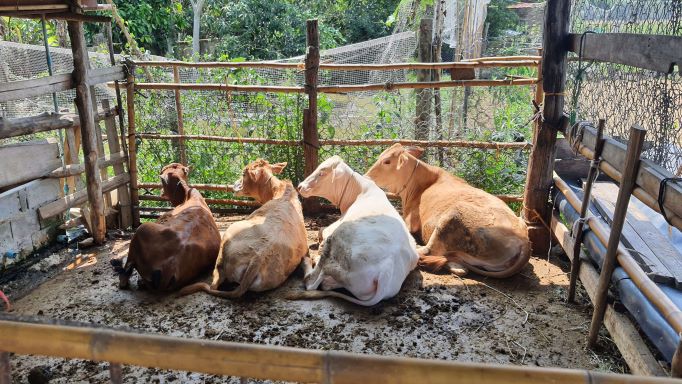 The Sustainable Expansion of Cattle Market in Nan Province ...