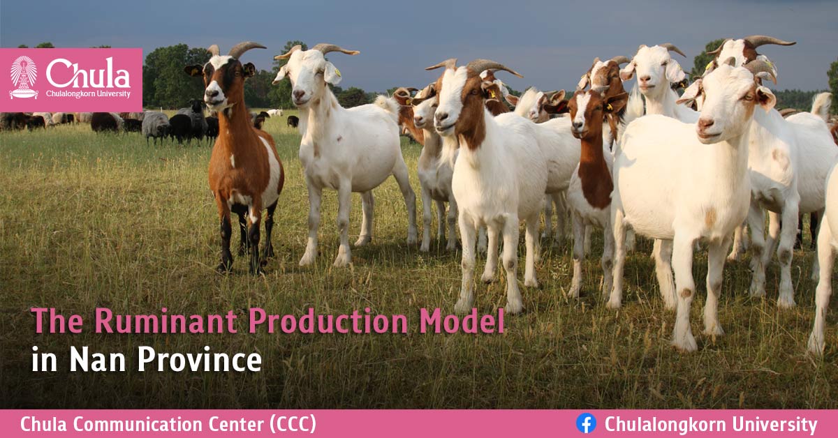 The Ruminant Production Model in Nan Province – Chulalongkorn University