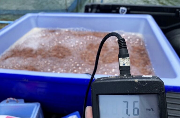 Say Goodbye to Fish Vaccine Injection with “FLAVO INNOVAC” Nano Vaccine ...