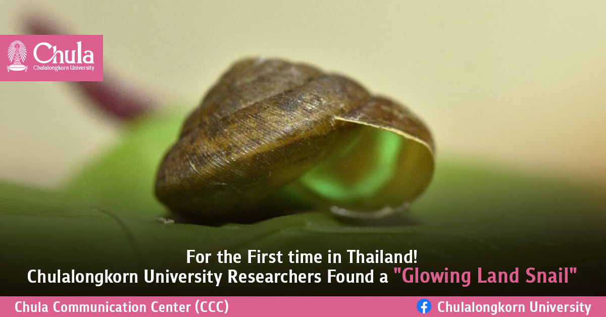 Chulalongkorn Researchers Found a "Glowing Land Snail" – Chulalongkorn University