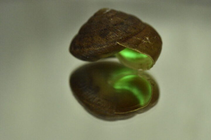 Chulalongkorn Researchers Found a "Glowing Land Snail" – Chulalongkorn ...