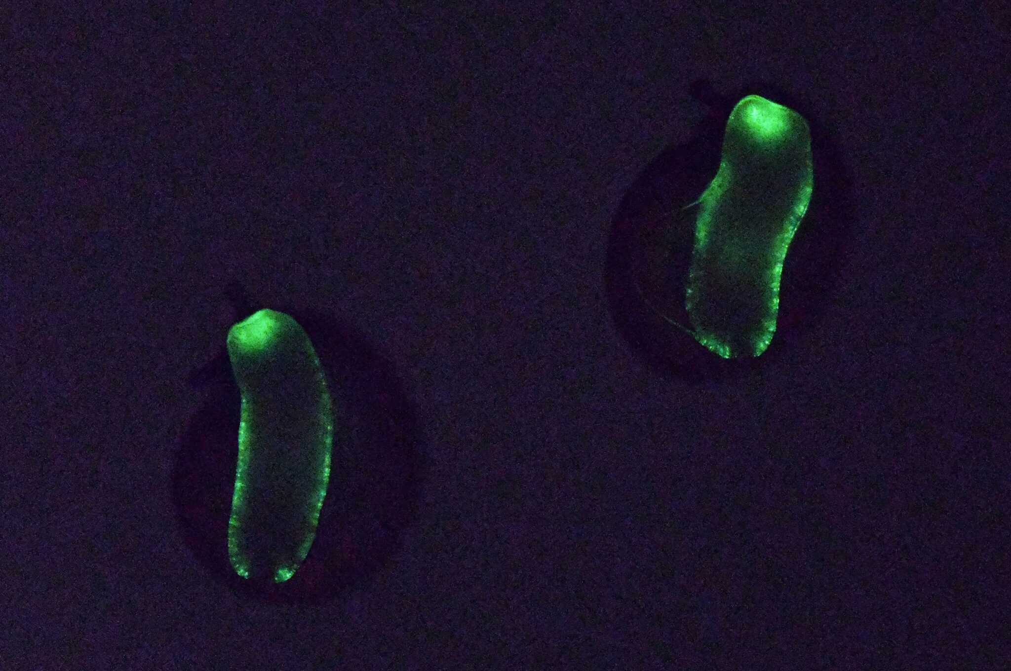 Chulalongkorn Researchers Found a "Glowing Land Snail" – Chulalongkorn ...