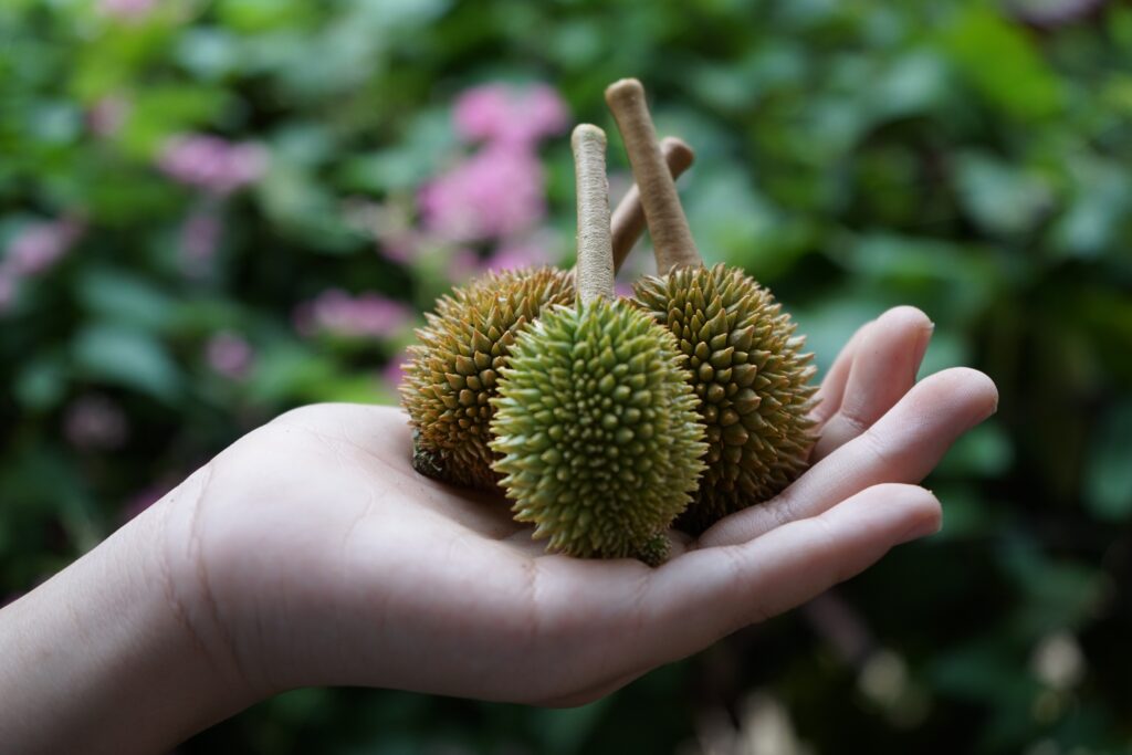 Baby Durian Skincare, Anyone?—A Chula Breakthrough in Beauty ...