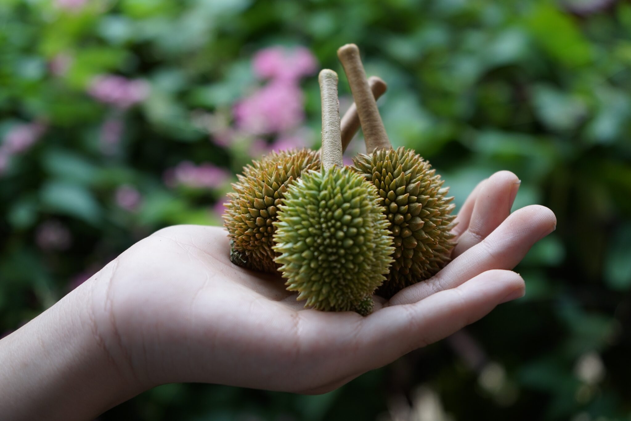 Baby Durian Skincare, Anyone?—A Chula Breakthrough in Beauty ...