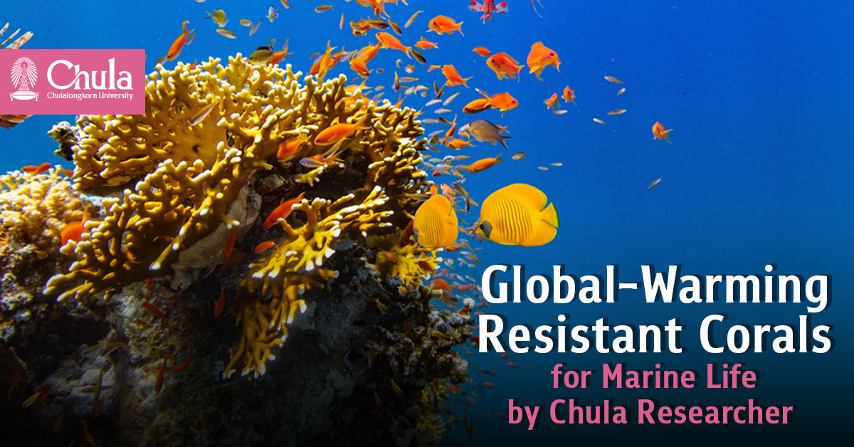 Global-Warming Resistant Corals for the Marine Life – Chulalongkorn University