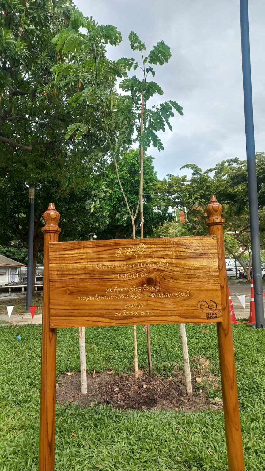 นิสิตเก่า CU18 นำต้นจามจุรีที่สมเด็จพระกนิษฐาธิราชเจ้าฯ ทรงปลูกลงดิน