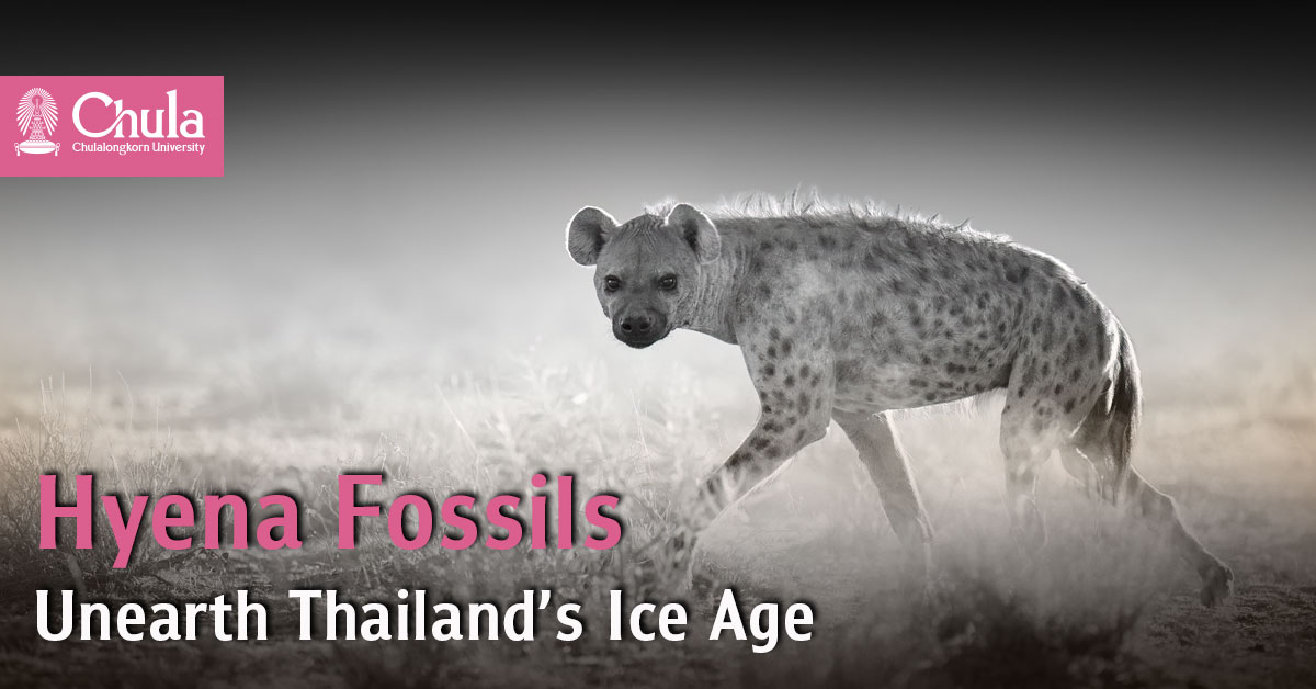 Cracking the Ice Age in Thailand with Prehistoric Hyena Fossils – Chulalongkorn University