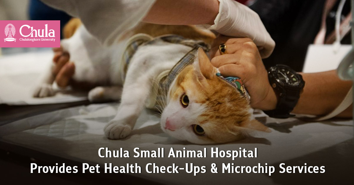Chula Provides Pet Health Check-Ups and Microchip Services ...